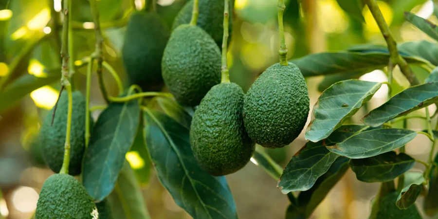 SUDAFRIC AGRICULTURE LIMITED | HAAS AVOCADO FARMING
